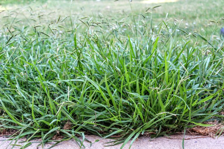 When to Apply Crabgrass Pre-Emergent Herbicides: Timing and Strategy ...